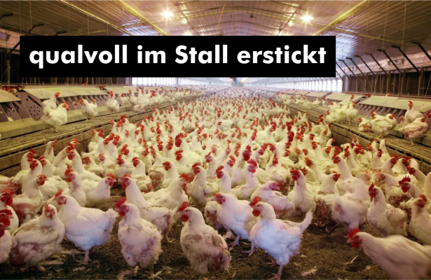 18.000 Hühner erleiden Erstickungstod